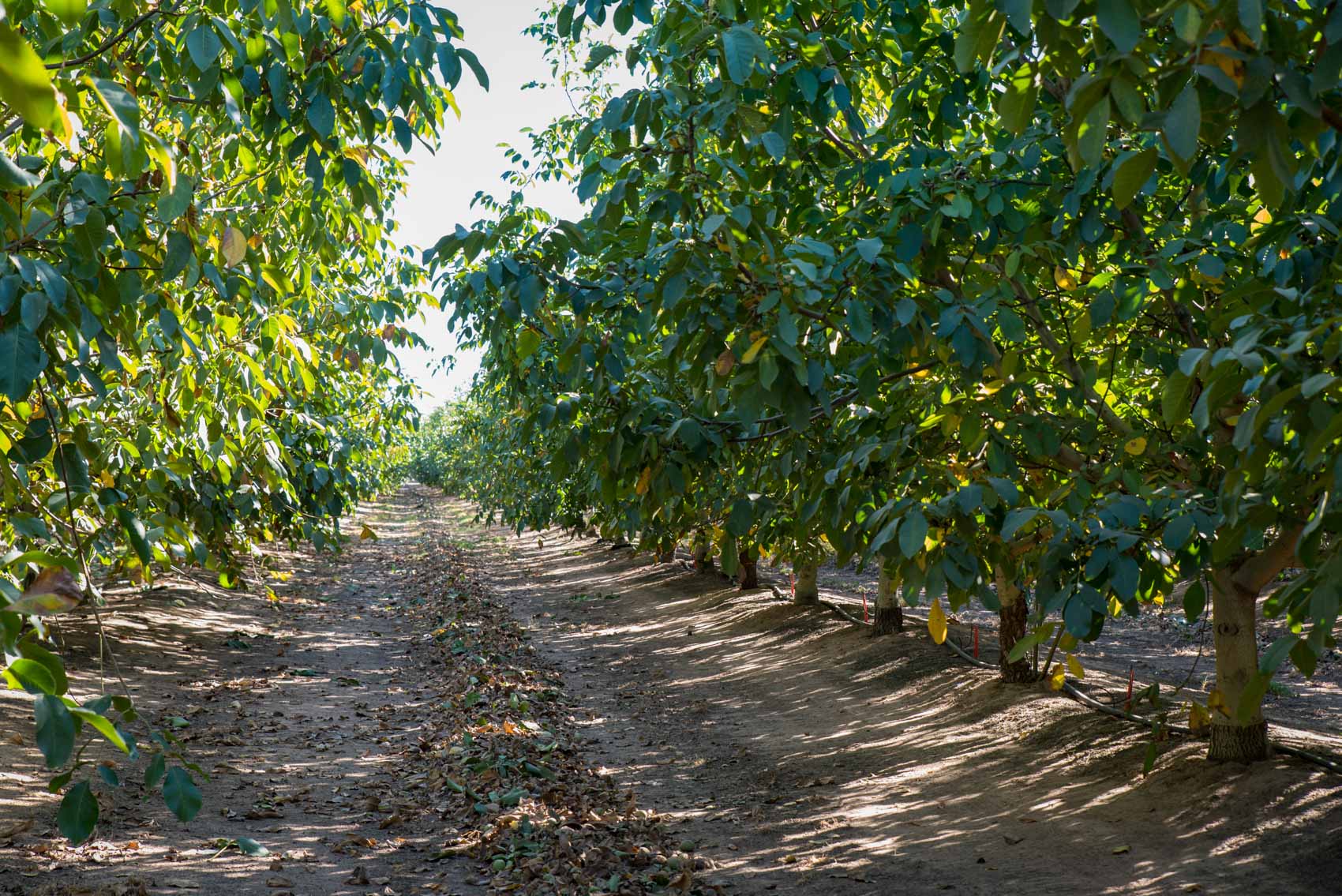 Products - Premier Australian Walnuts
