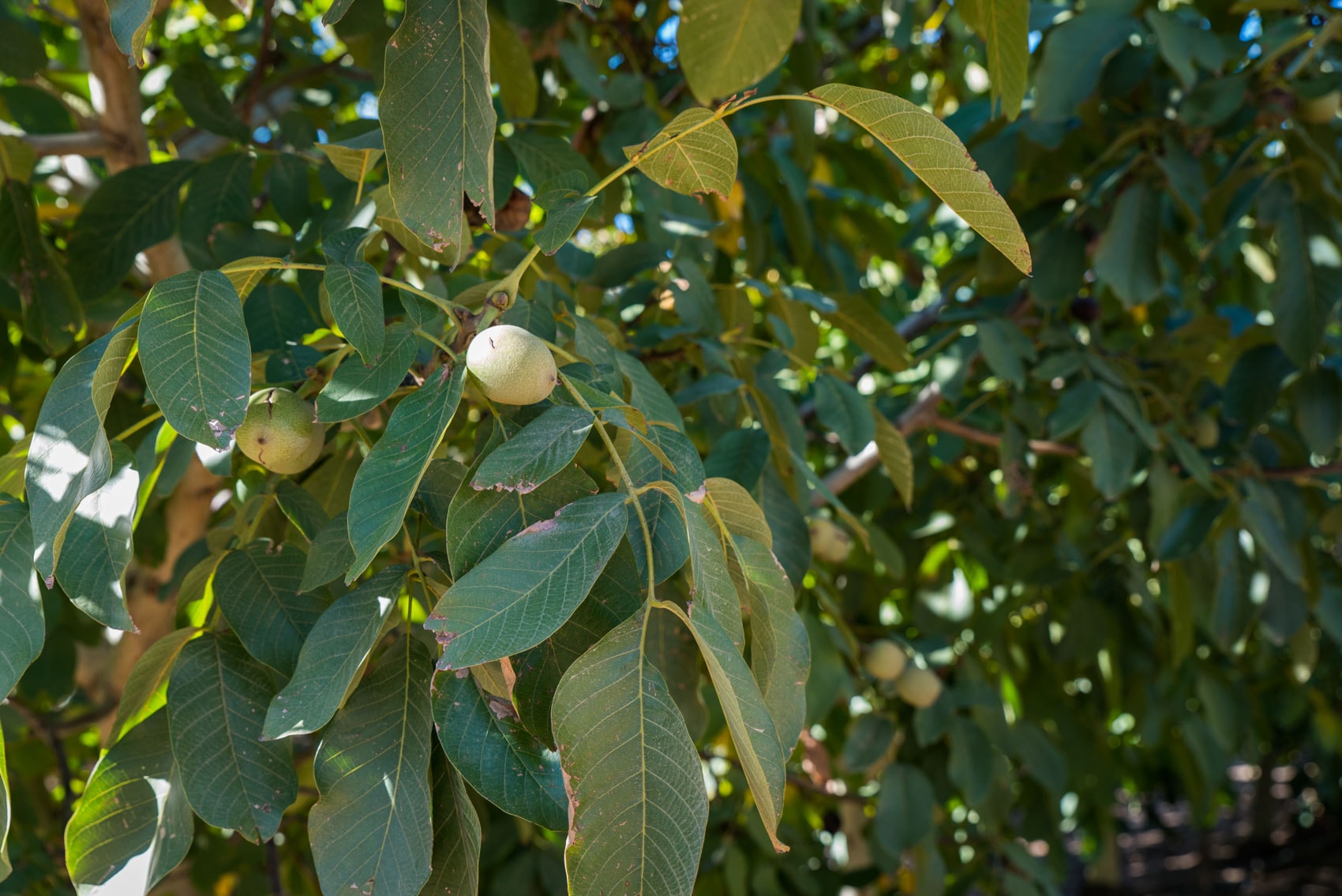 Products - Premier Australian Walnuts